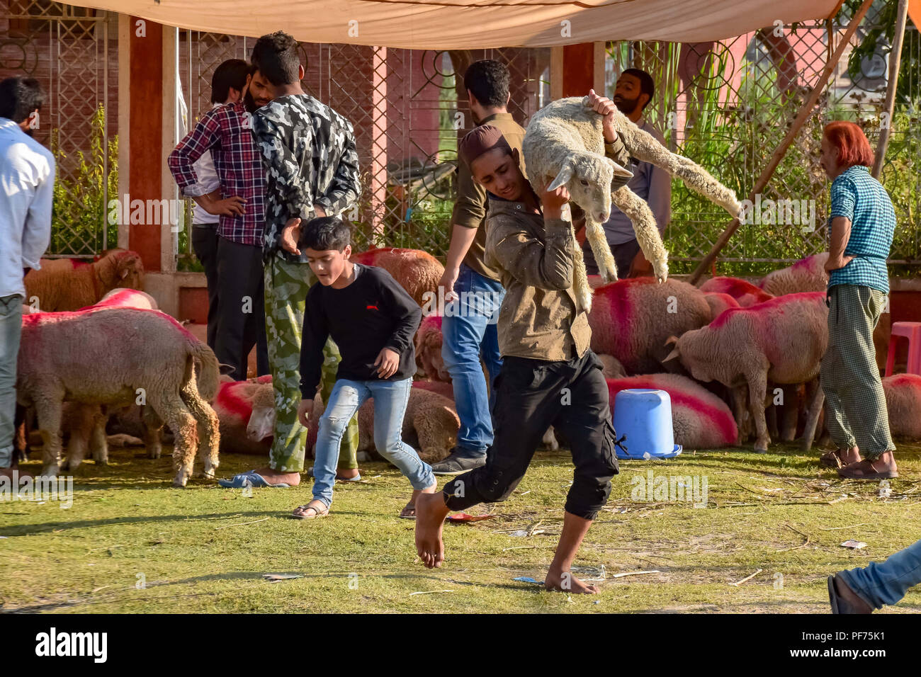 Arm around sheep hi-res stock photography and images - Alamy