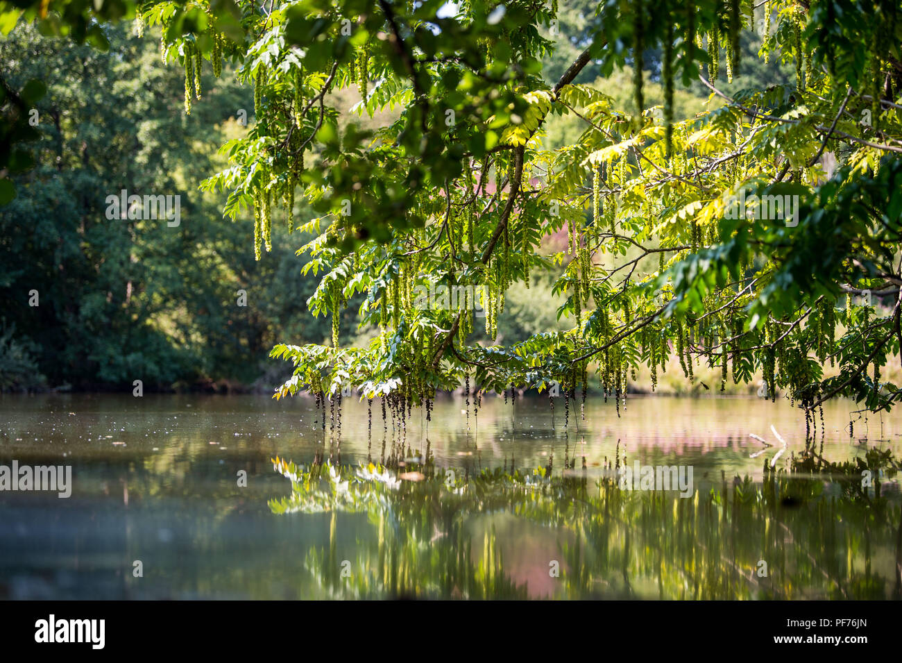 Wing nut hi-res stock photography and images - Alamy