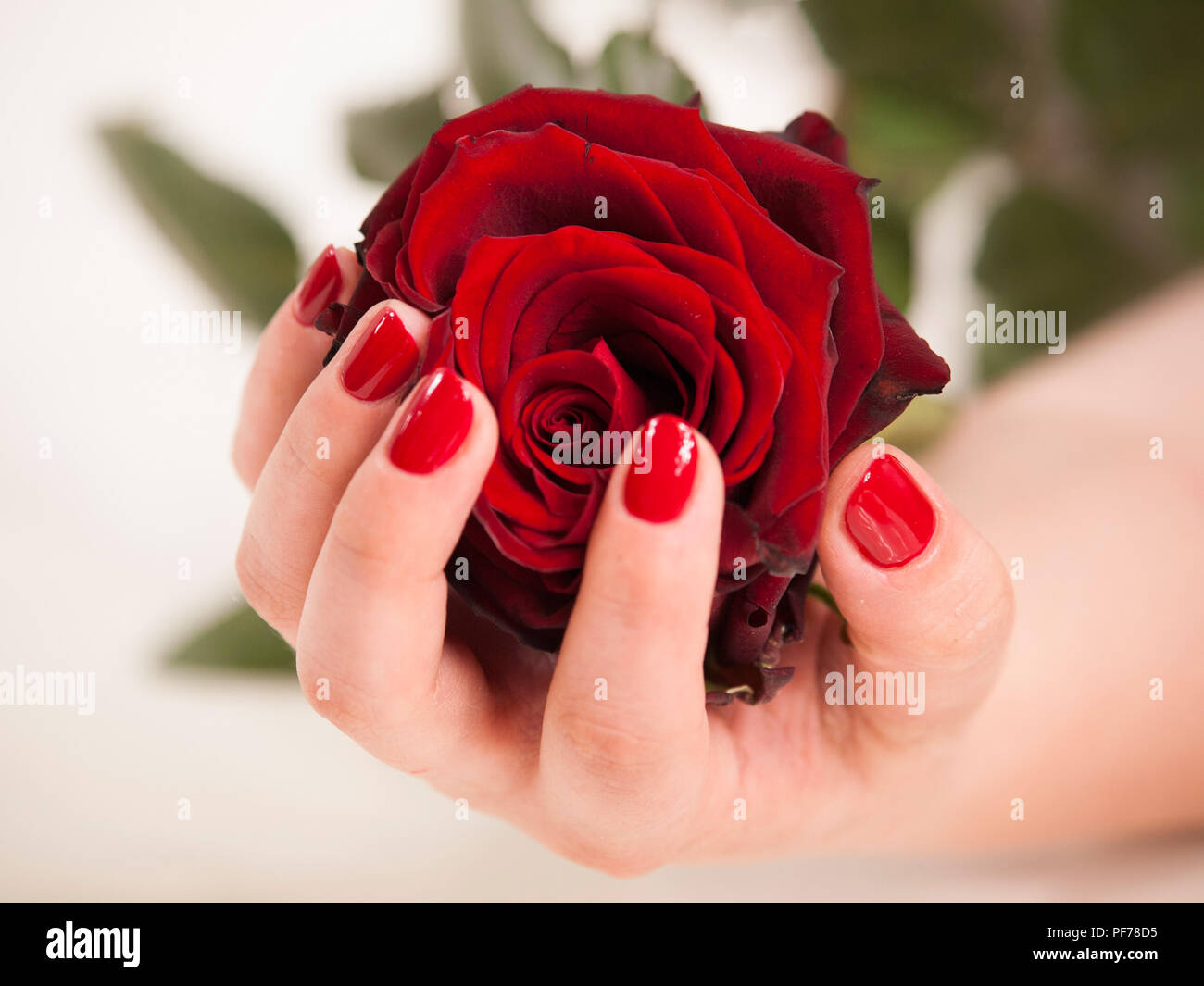 Rose flower hi-res stock photography and images - Alamy