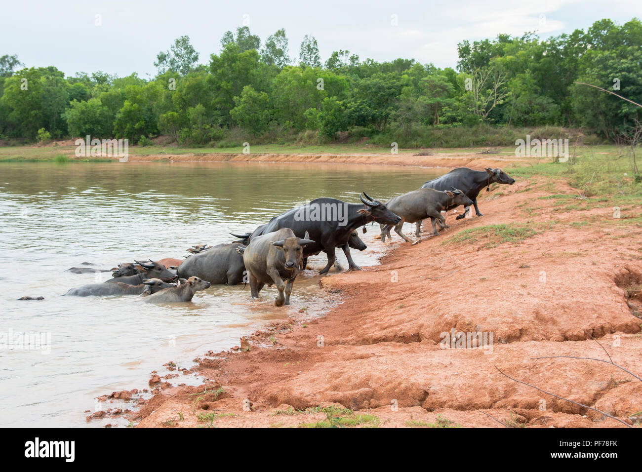 buffalo swimming in a river Stock Photo - Alamy