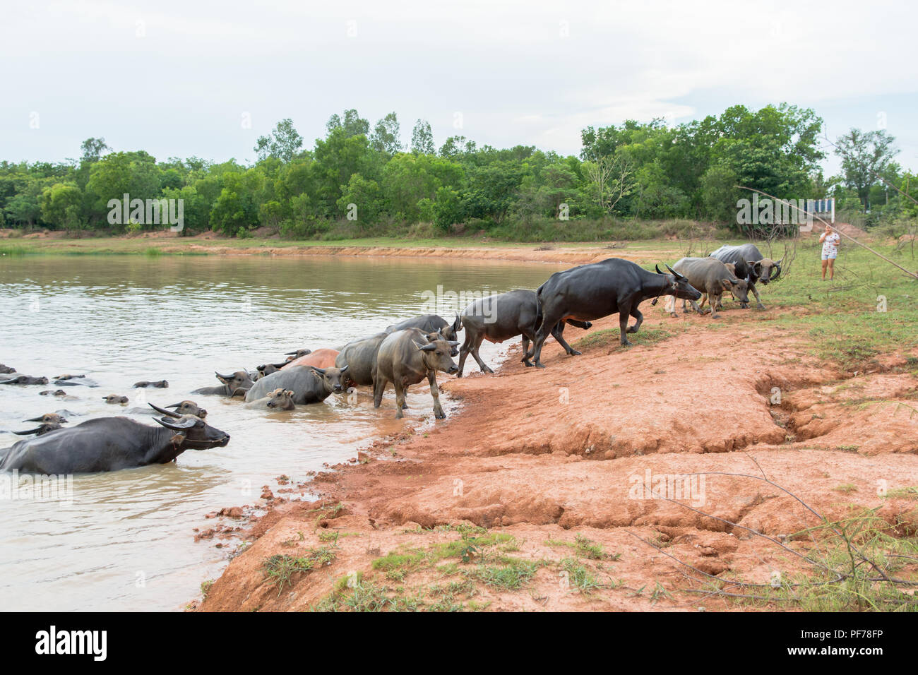 buffalo swimming in a river Stock Photo - Alamy