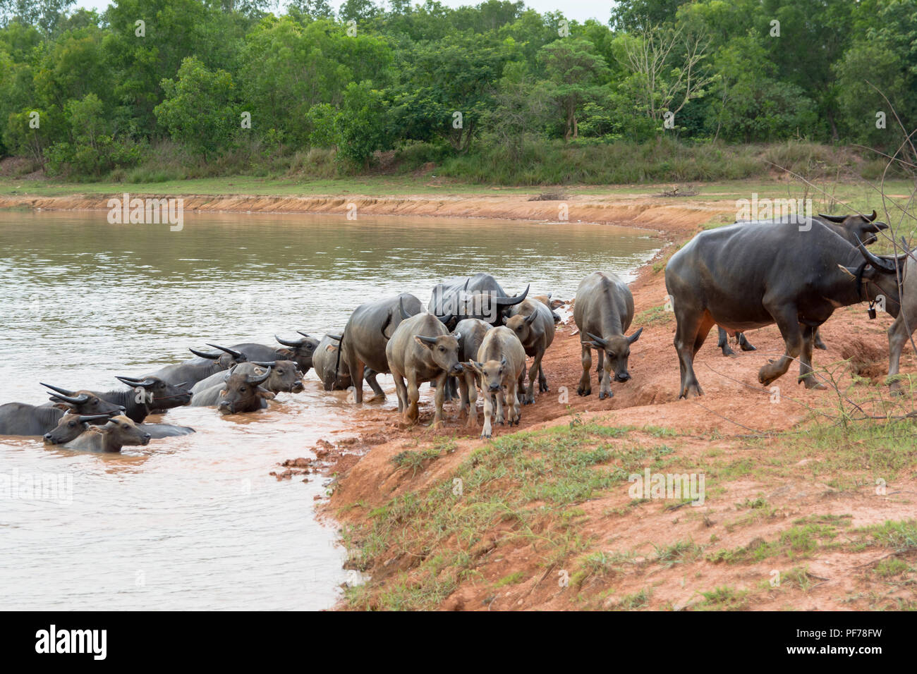 buffalo swimming in a river Stock Photo - Alamy