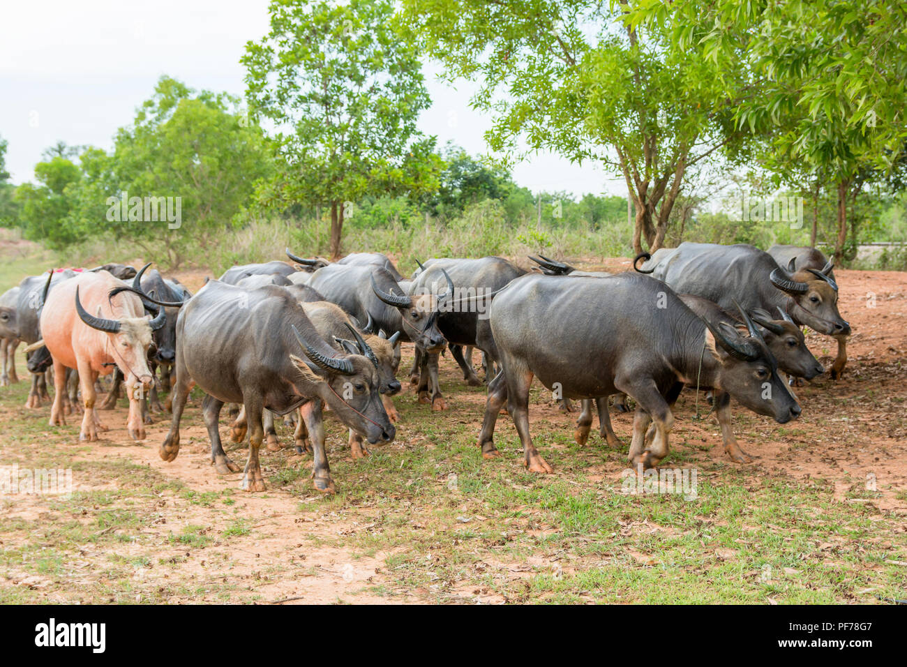 group of asian buffalo countryside field of Thailand Stock Photo - Alamy