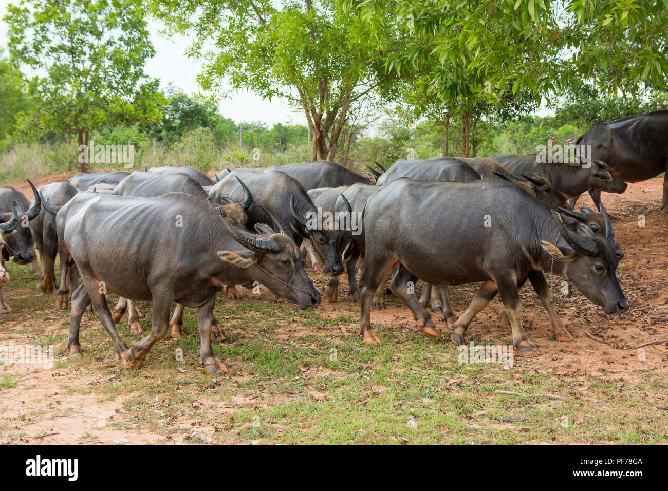 group of asian buffalo countryside field of Thailand Stock Photo - Alamy