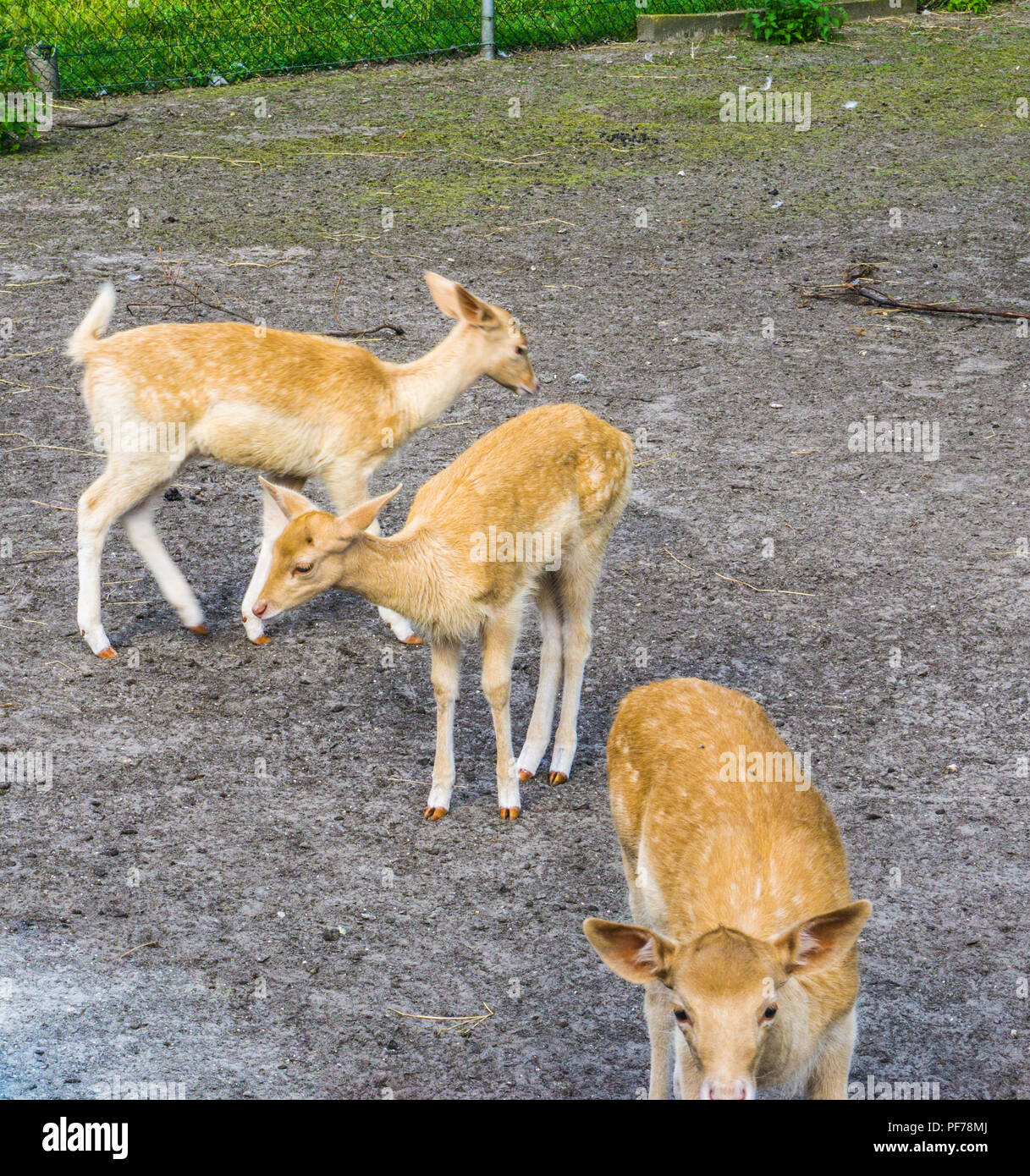 group of young small deer animals at animal farm Stock Photo - Alamy