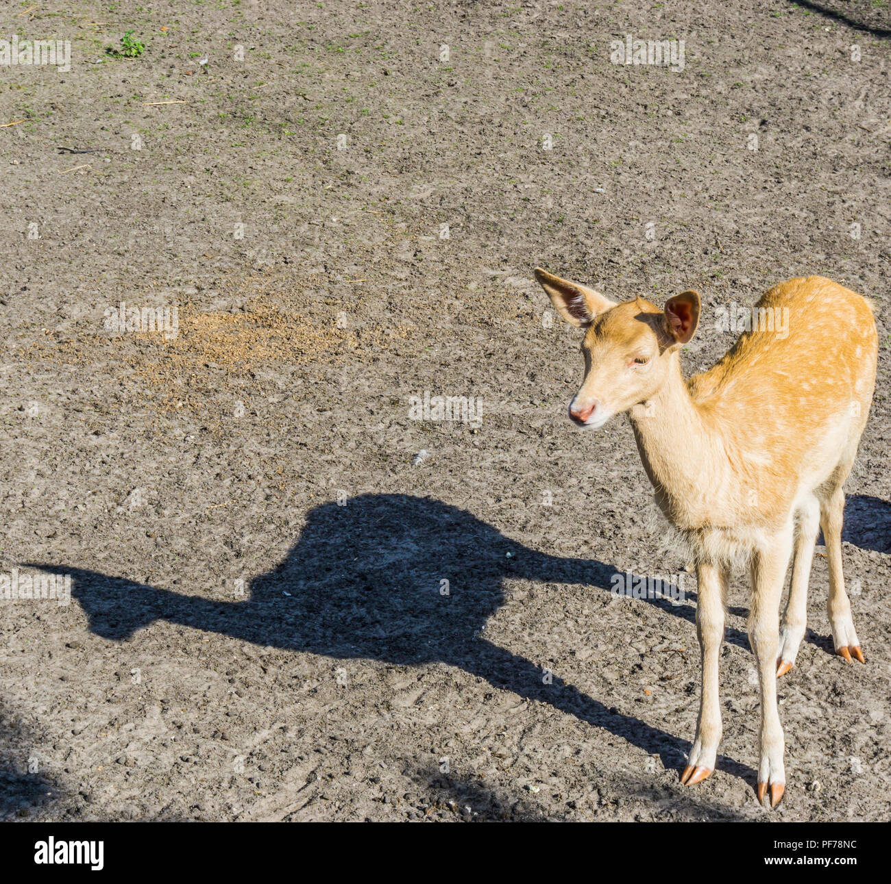 single cute deer animal standing in the sand Stock Photo - Alamy