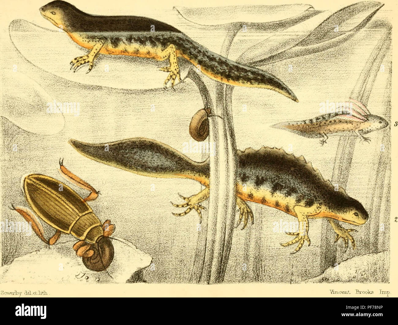 "Popular history of the aquarium of marine and fresh-water animals and ...