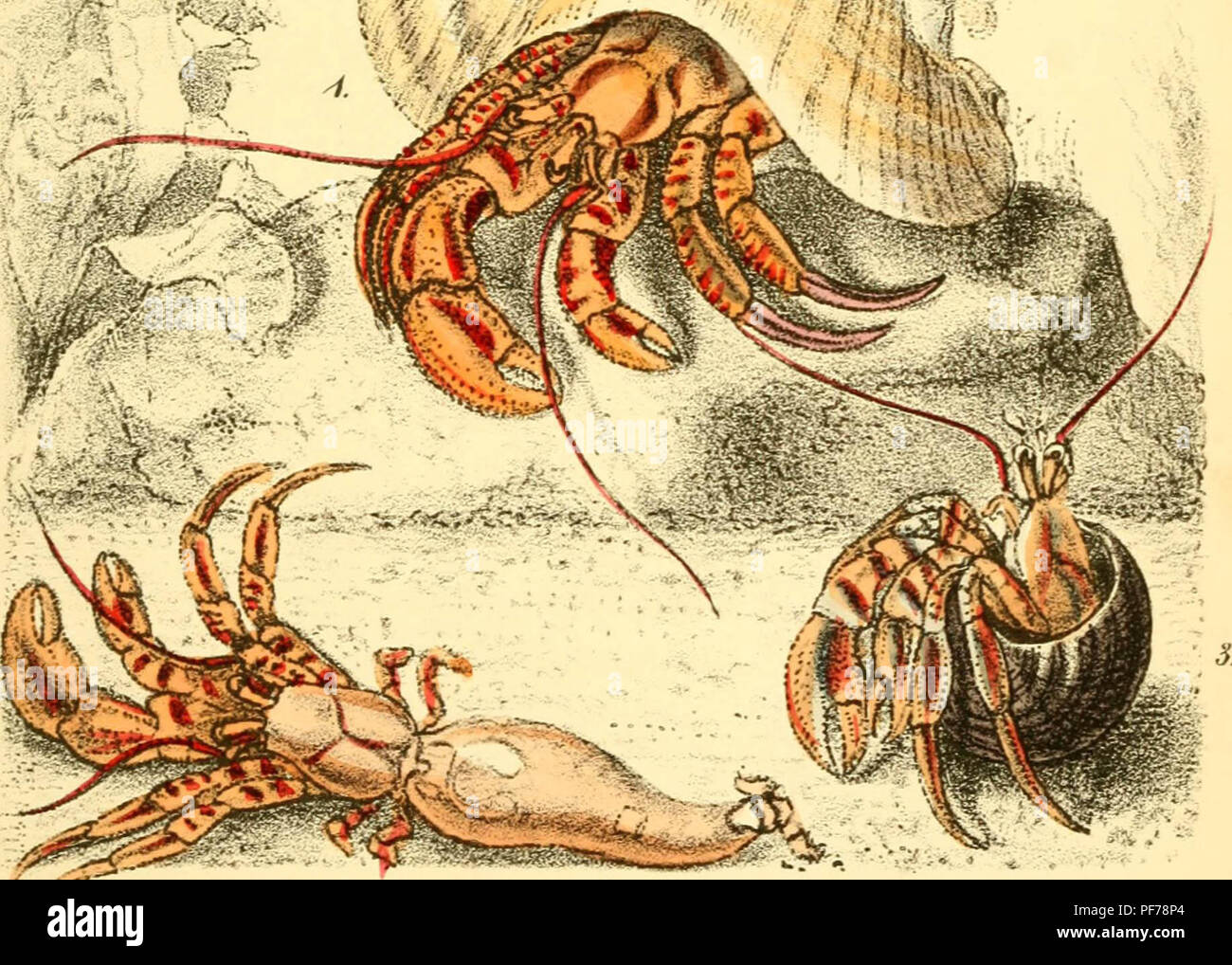 "Popular history of the aquarium of marine and fresh-water animals and ...