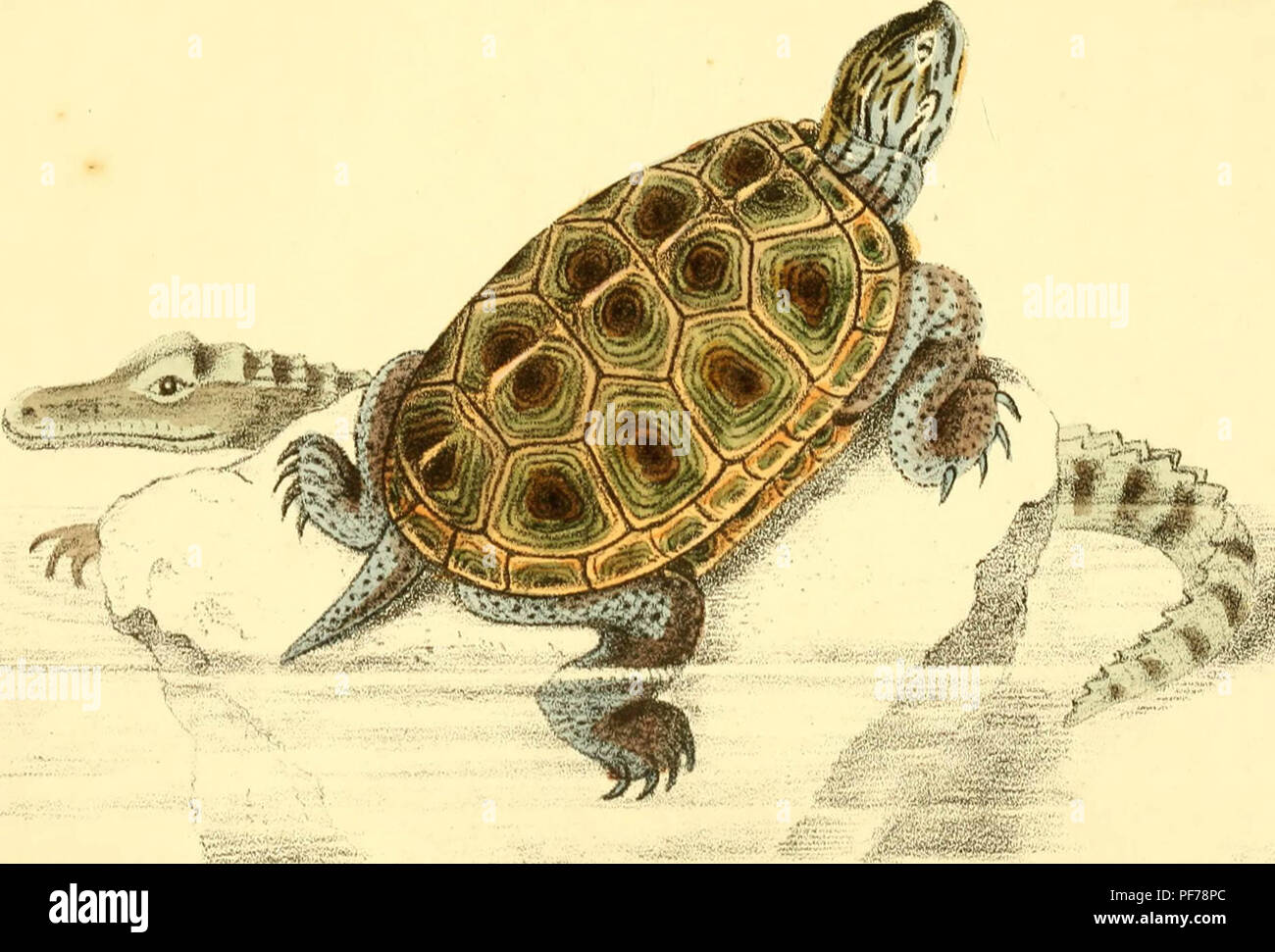 "Popular history of the aquarium of marine and fresh-water animals and ...