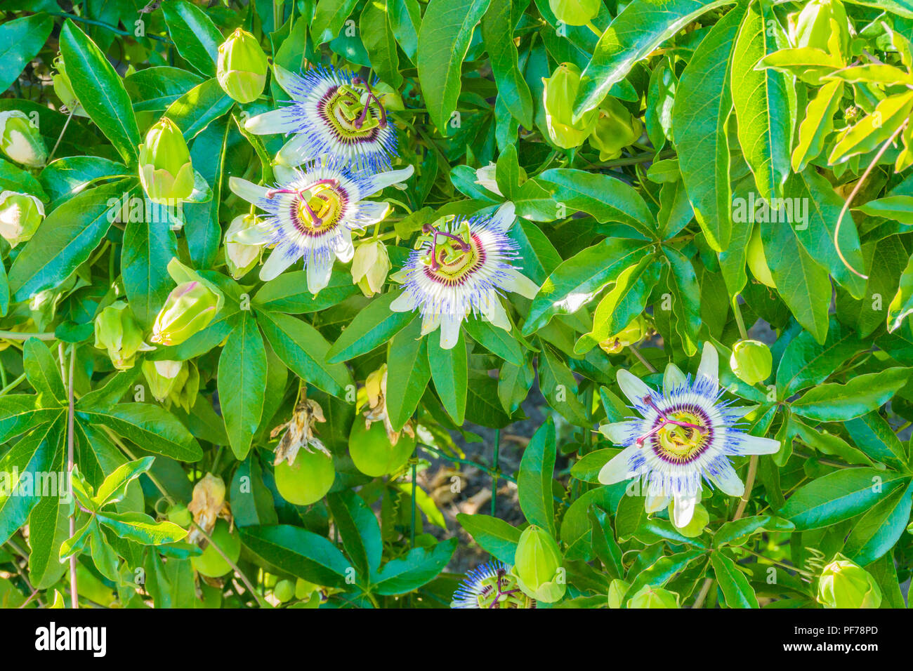 Group of four flowers hi-res stock photography and images - Alamy