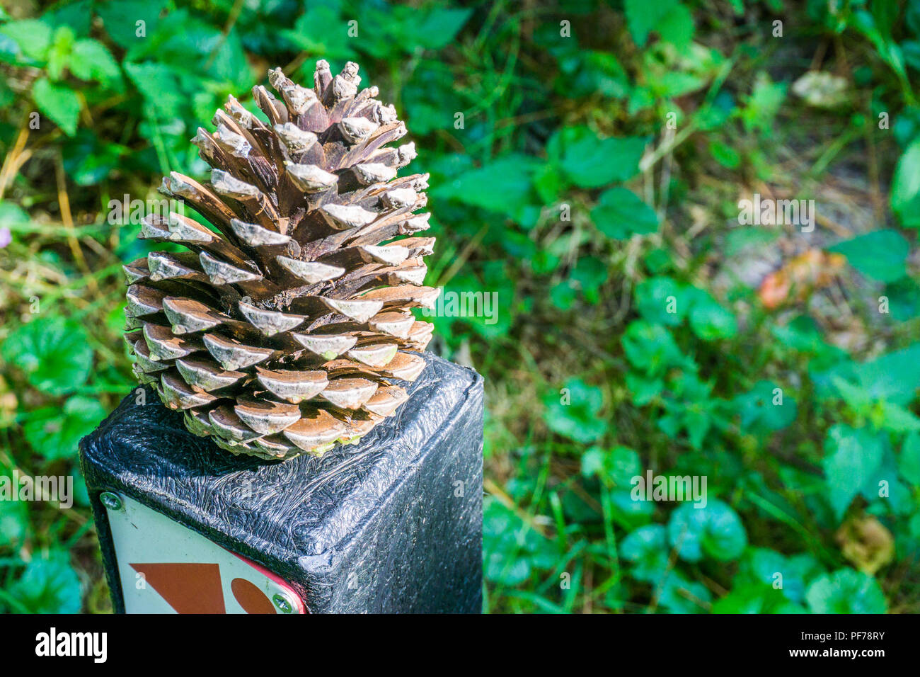 pine cone on a pole in close up Stock Photo - Alamy