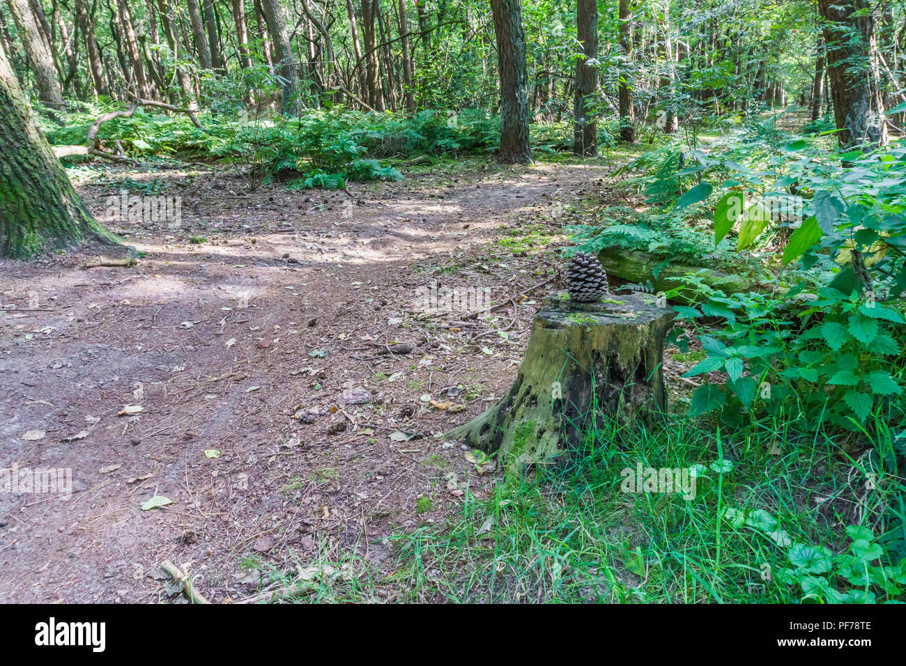 pine cone on a tree stump in the forest with path Stock Photo - Alamy
