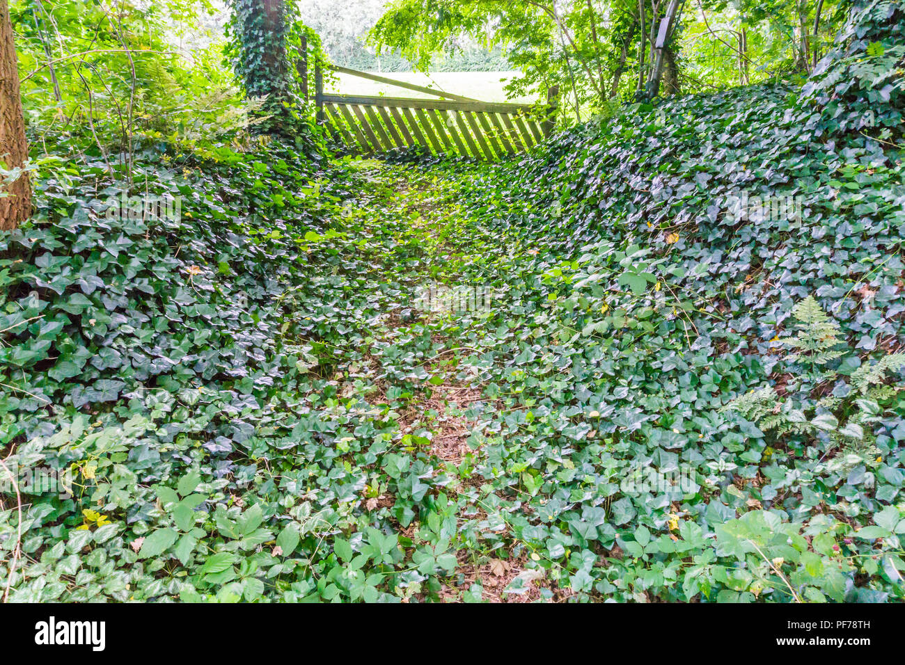 forest path with fence and lots of ivy Stock Photo - Alamy