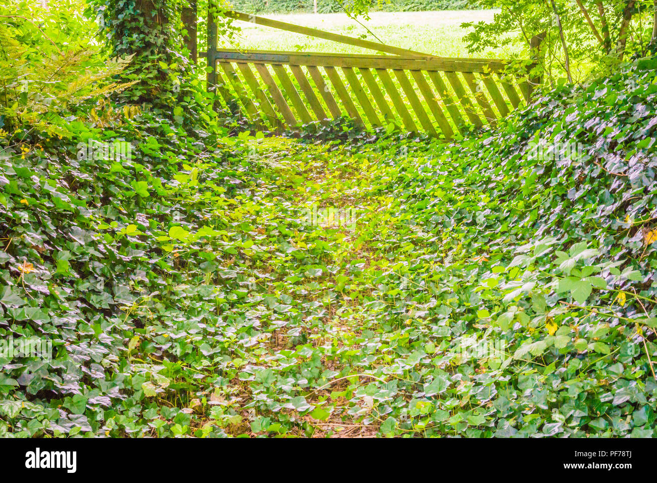 Forest path with fence and lots of ivy summer color Stock Photo - Alamy