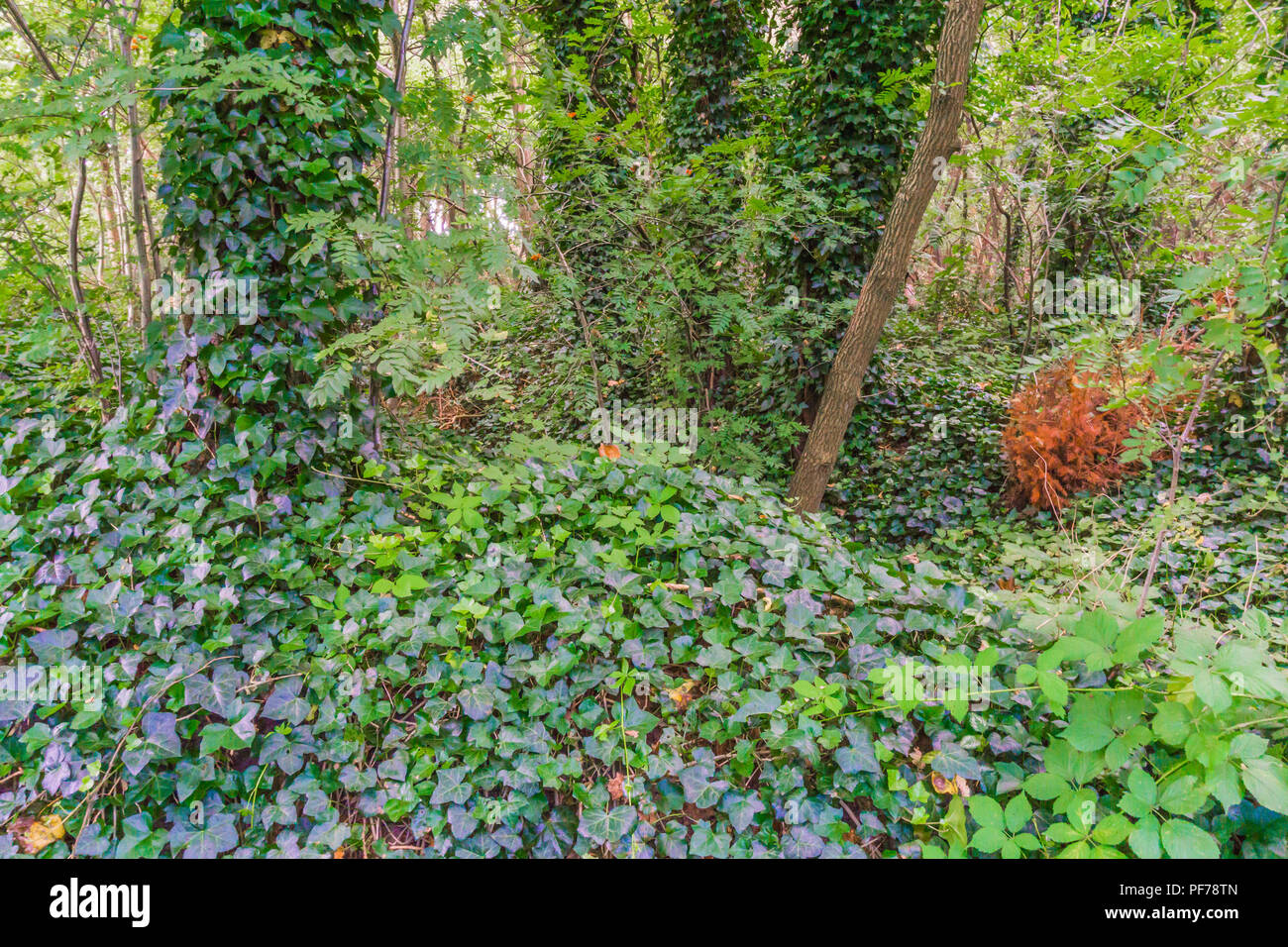 forest landscape with trees growing ivy Stock Photo - Alamy