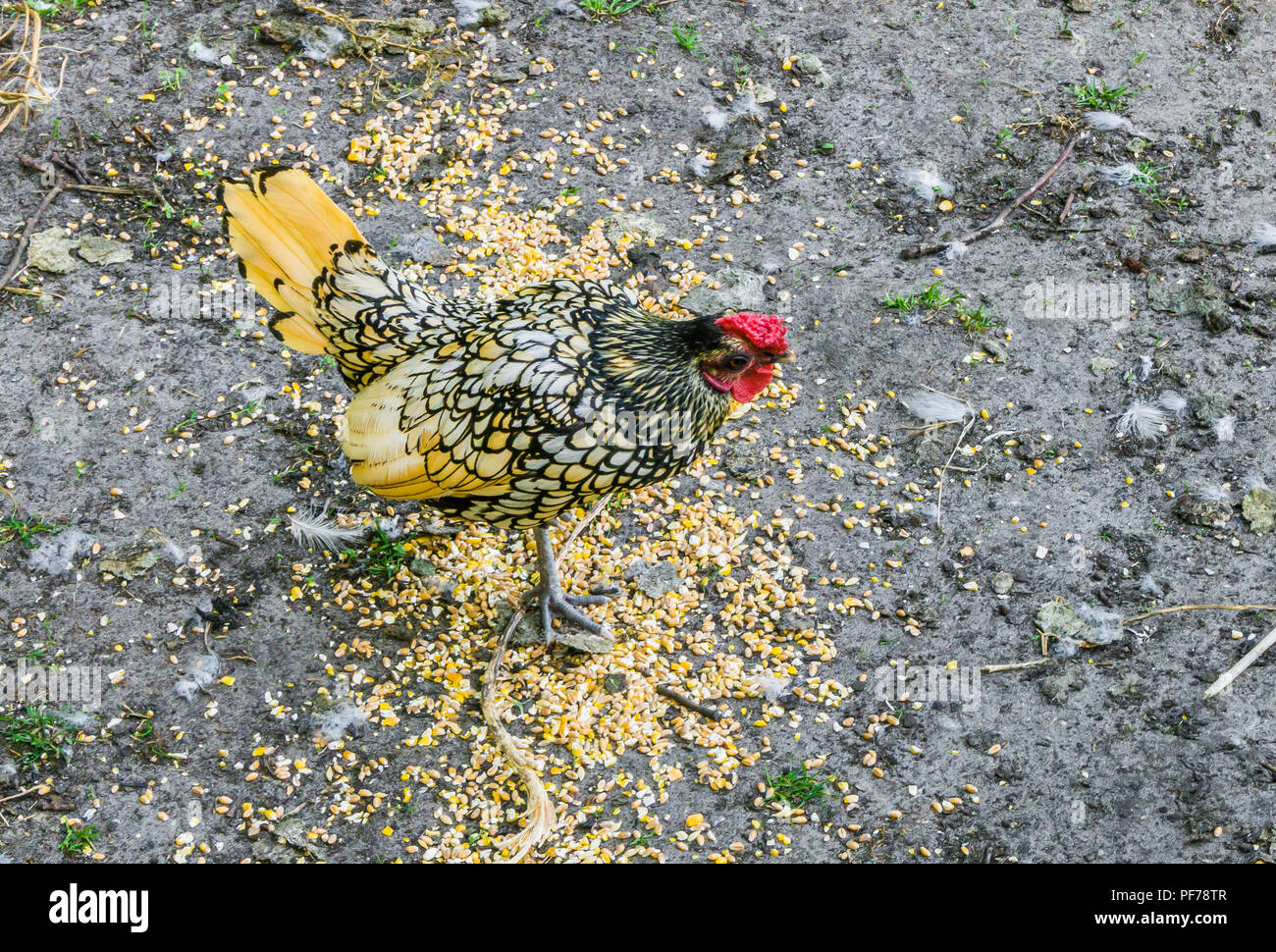 beautiful yellow feathered chicken close up Stock Photo - Alamy