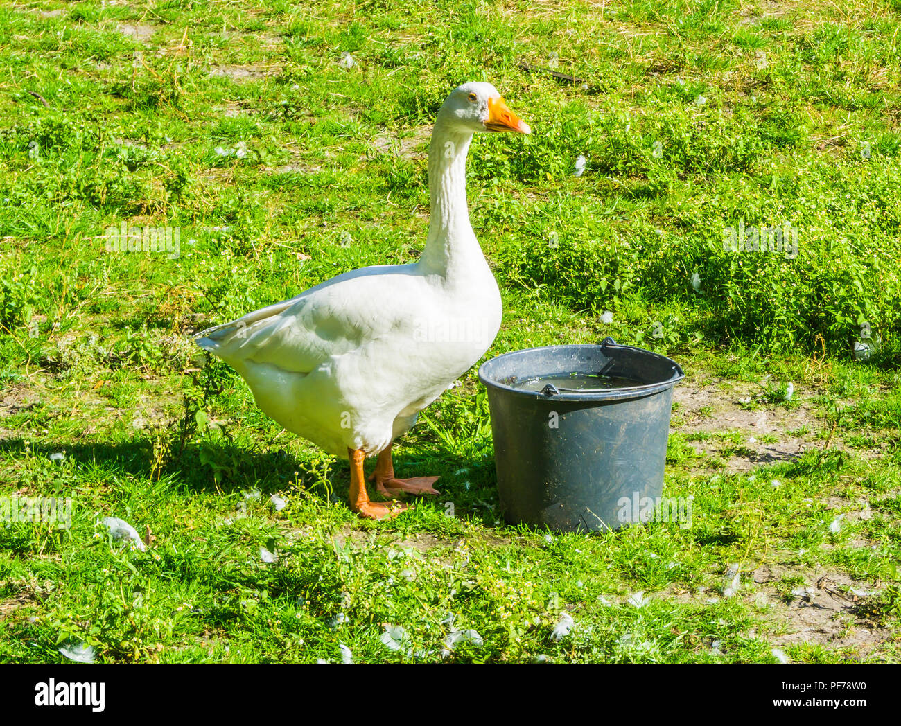 beautiful white goose with a bucket Stock Photo - Alamy