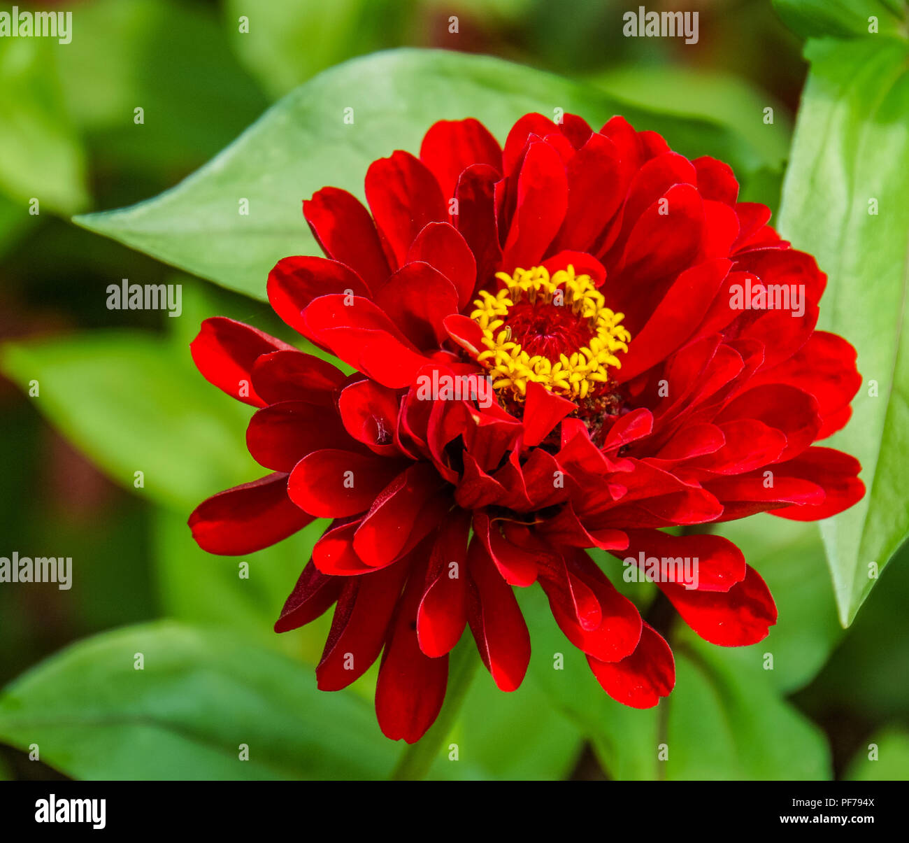 Zinnia leaves hi-res stock photography and images - Alamy
