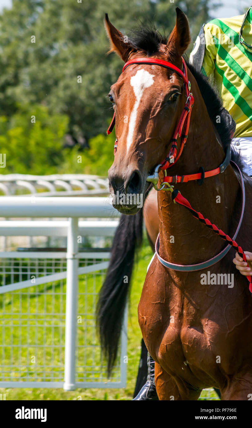 Portrait of a thoroughbred horse before the race Stock Photo - Alamy