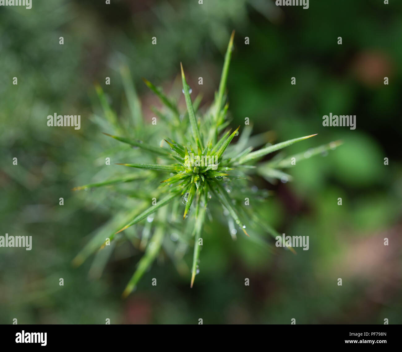 Single gorse branch with thorns Stock Photo - Alamy