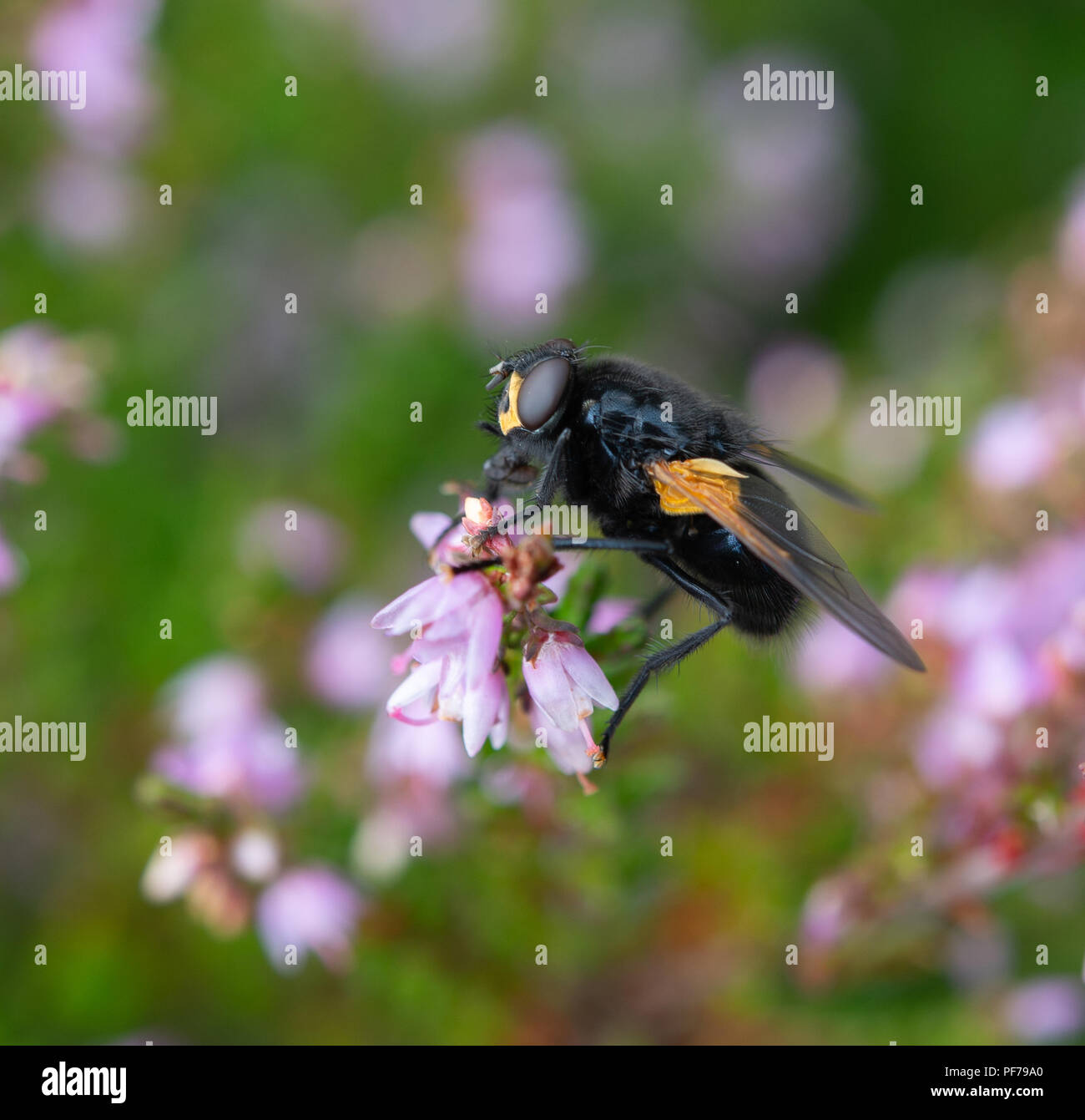 Heather species hi-res stock photography and images - Alamy