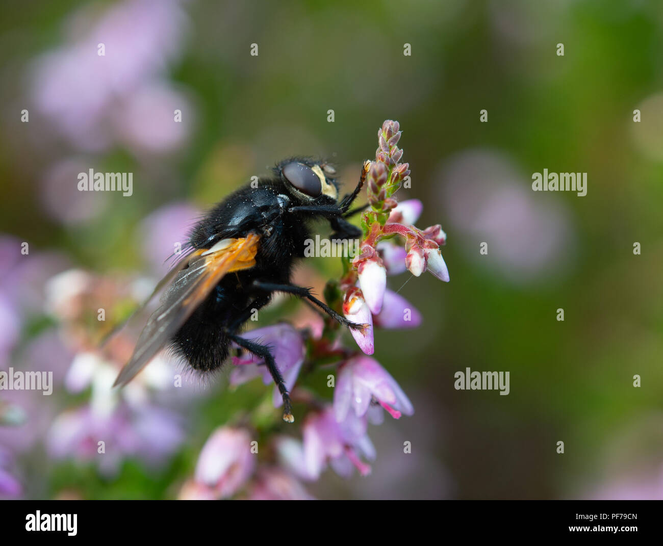 Noonday hi-res stock photography and images - Alamy