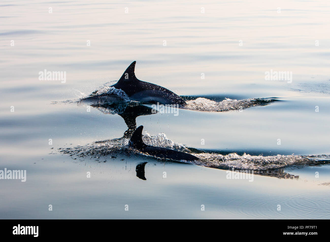 A pair of quick and agile Short-Beaked Common dolphins, Delphinus delphis, swim in the north ...