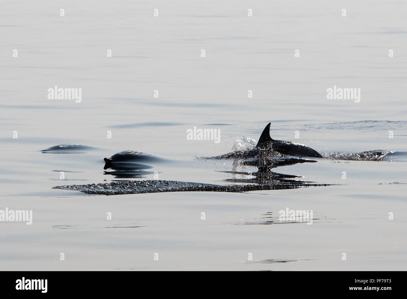 Quick and agile Short-Beaked Common dolphins, Delphinus delphis, swim ...