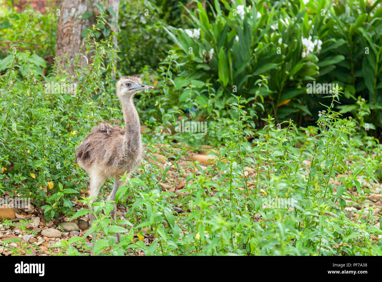 Small young ostrich bird walking in grassland in rainforest of Bolivia ...