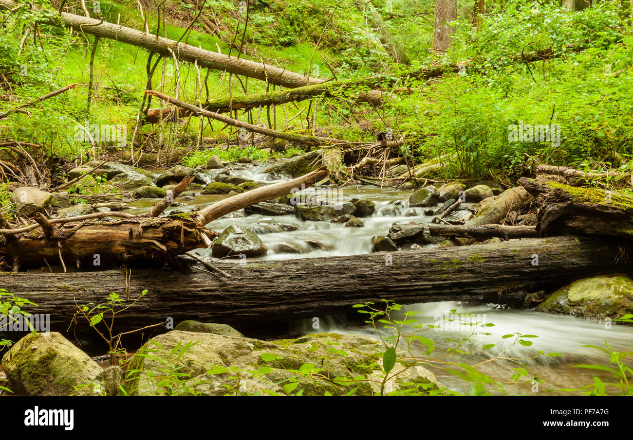 Small stream in the forest with fallen trees Stock Photo - Alamy