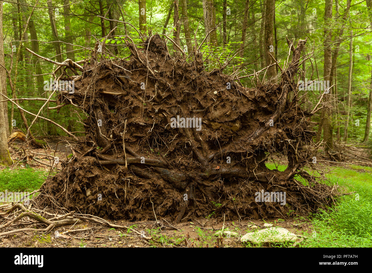 Roots of fallen tree in the forest Stock Photo - Alamy