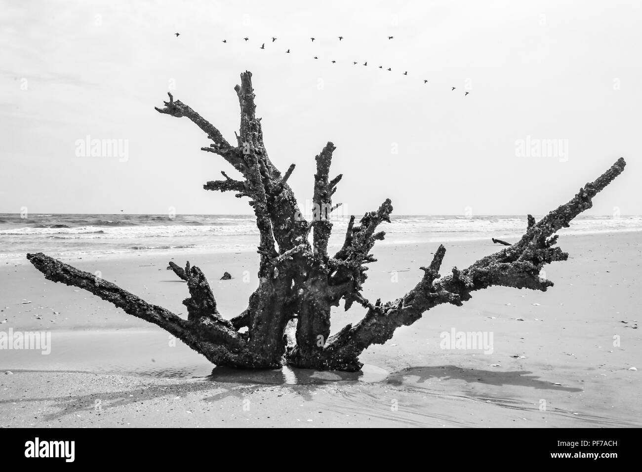 Ecology: global warming - rising sea levels - beach erosion - and ...