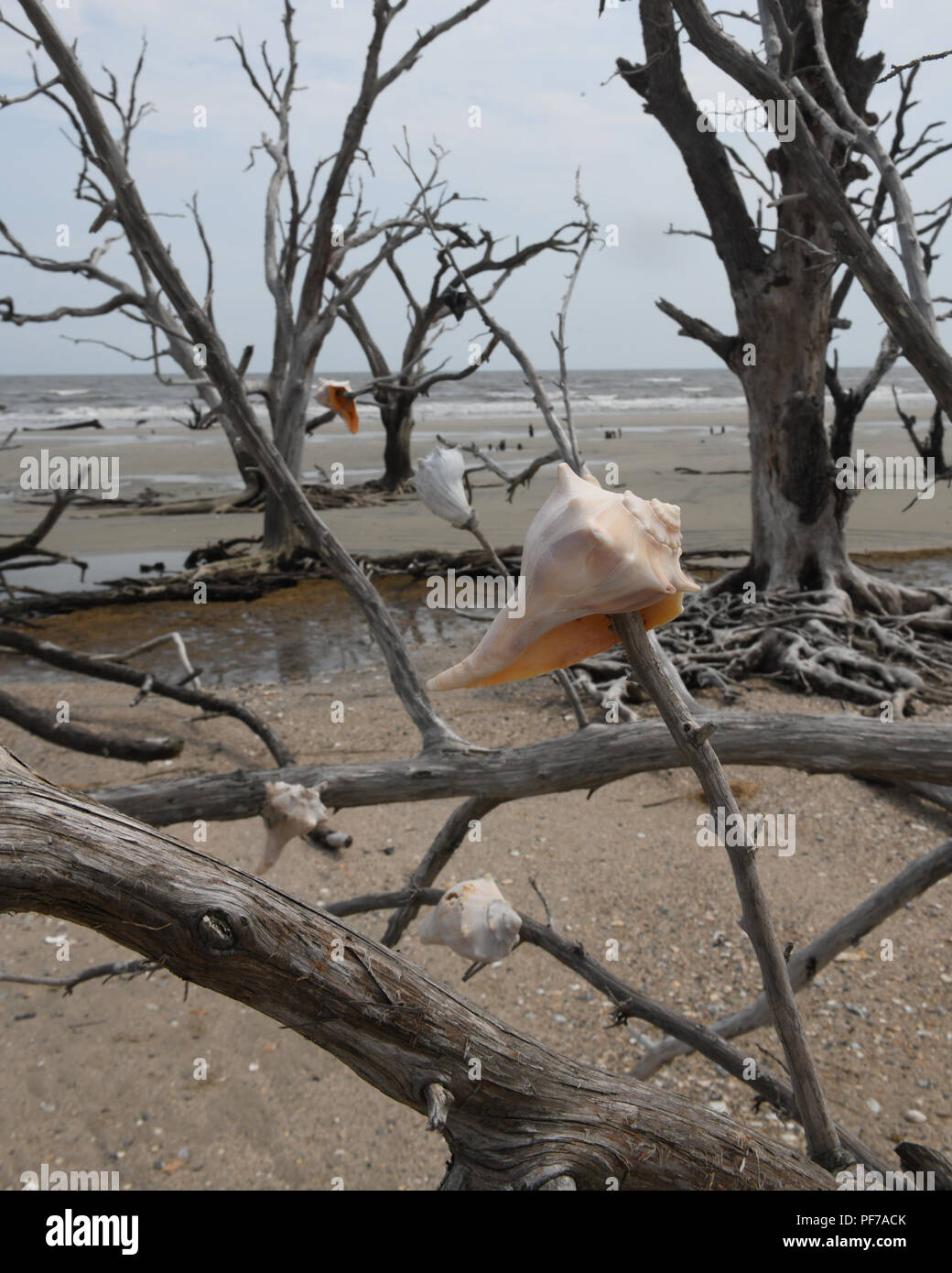 Shells on edisto beach south hi-res stock photography and images - Alamy