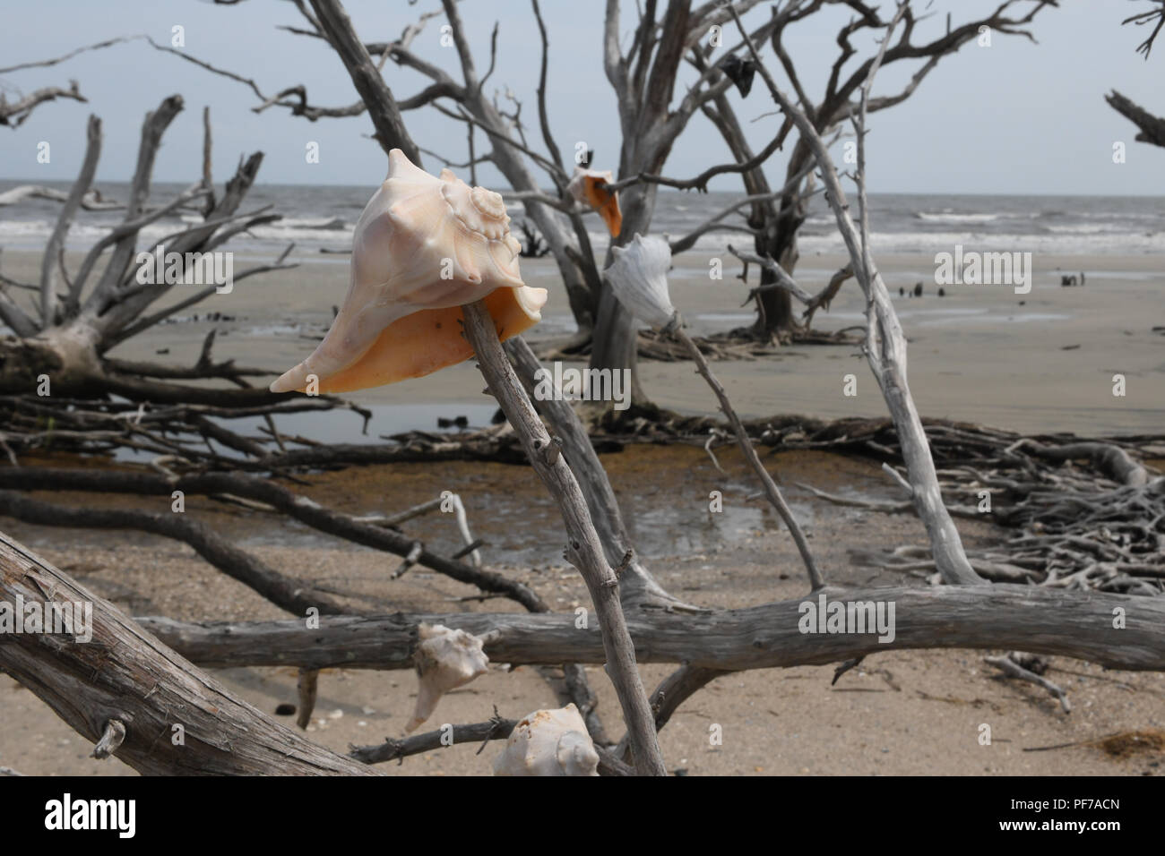 Whelk shells adorn dead trees of Botany Bay on Edisto Island South ...