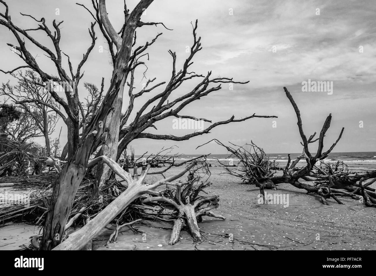 Ecology: global warming - rising sea levels - beach erosion - and ...