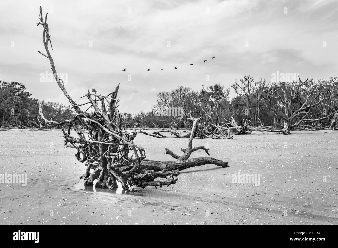 Ecology: global warming - rising sea levels - beach erosion - and ...