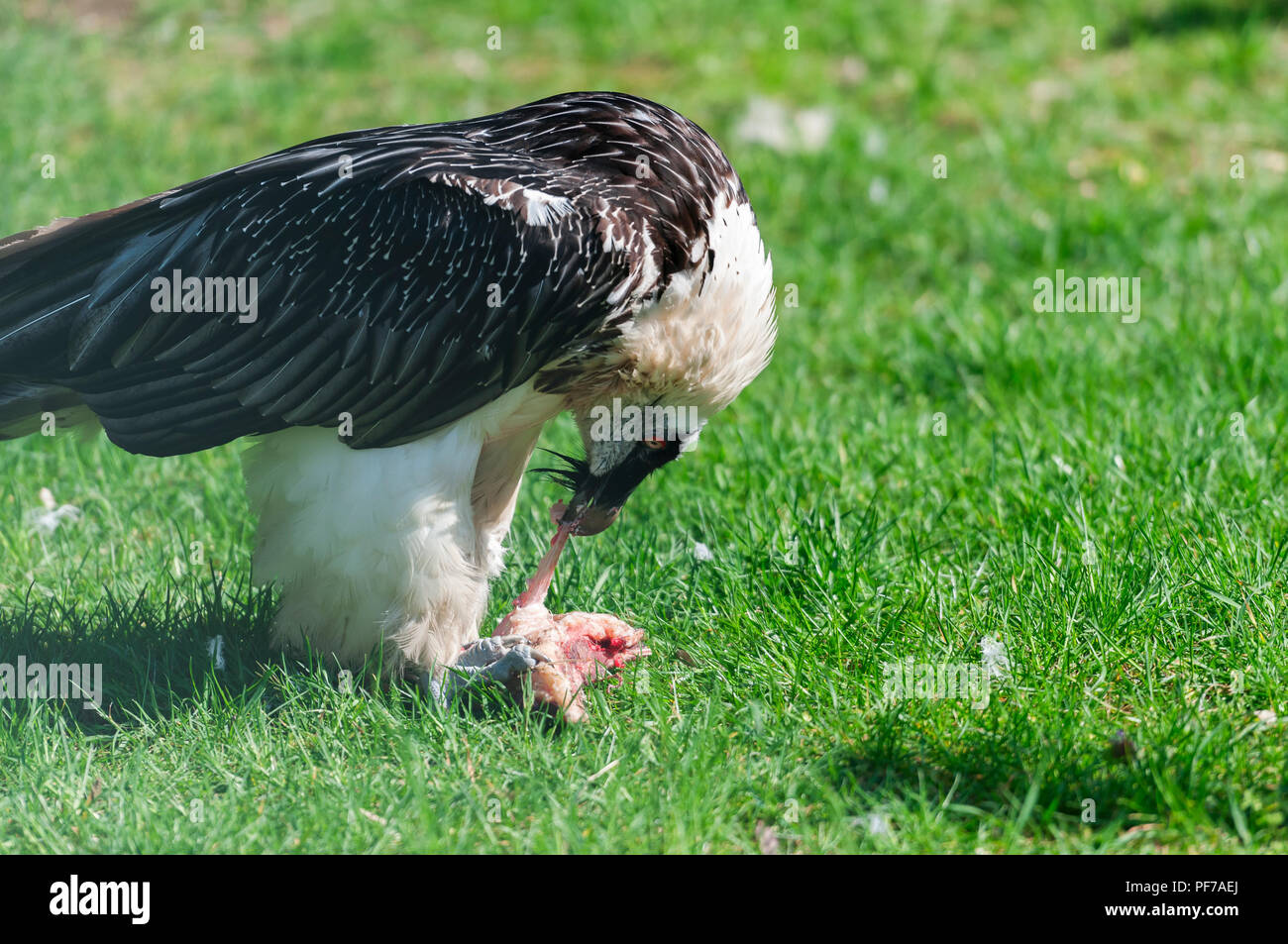 Lateral view of a bearded vulture (lat: Gypaetus barbatus) aur pasture ...