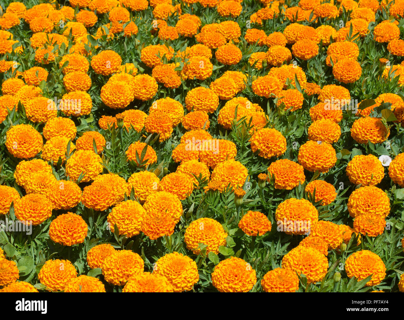 Blooming beautiful colorful fresh natural flowers in view Stock Photo ...