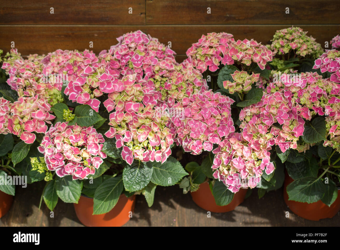 Blooming beautiful colorful fresh natural flowers in view Stock Photo ...
