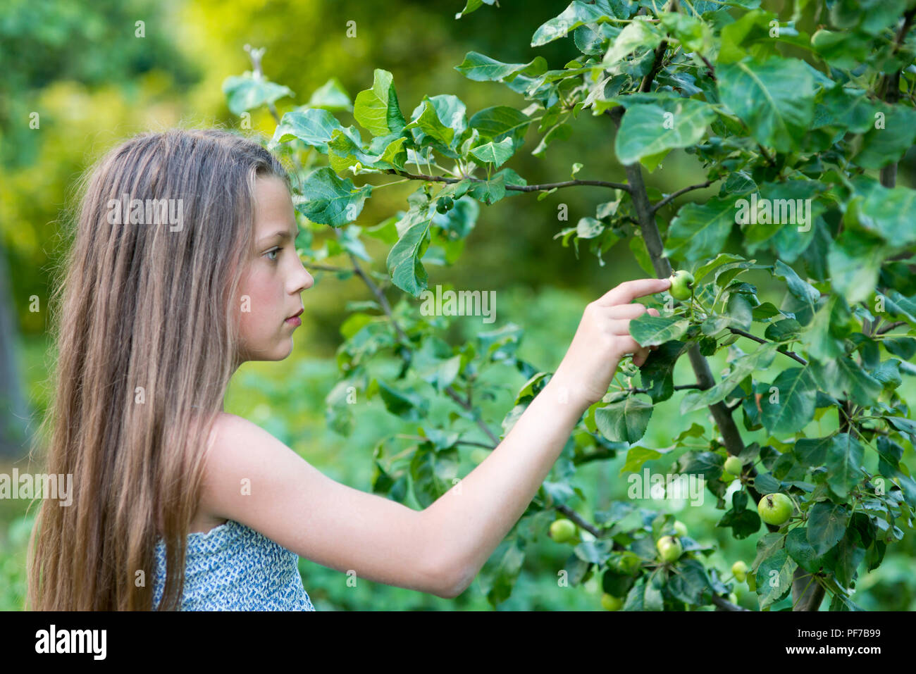 child girl with long hair touching apple tree by summer Stock Photo - Alamy