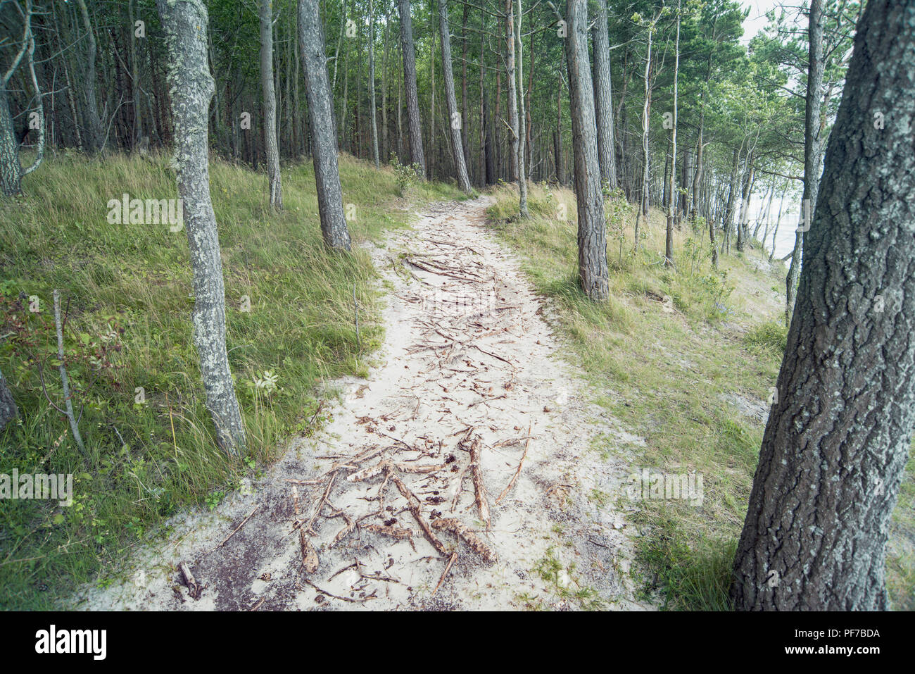 winding sand pathway between pine trees in forest Stock Photo - Alamy