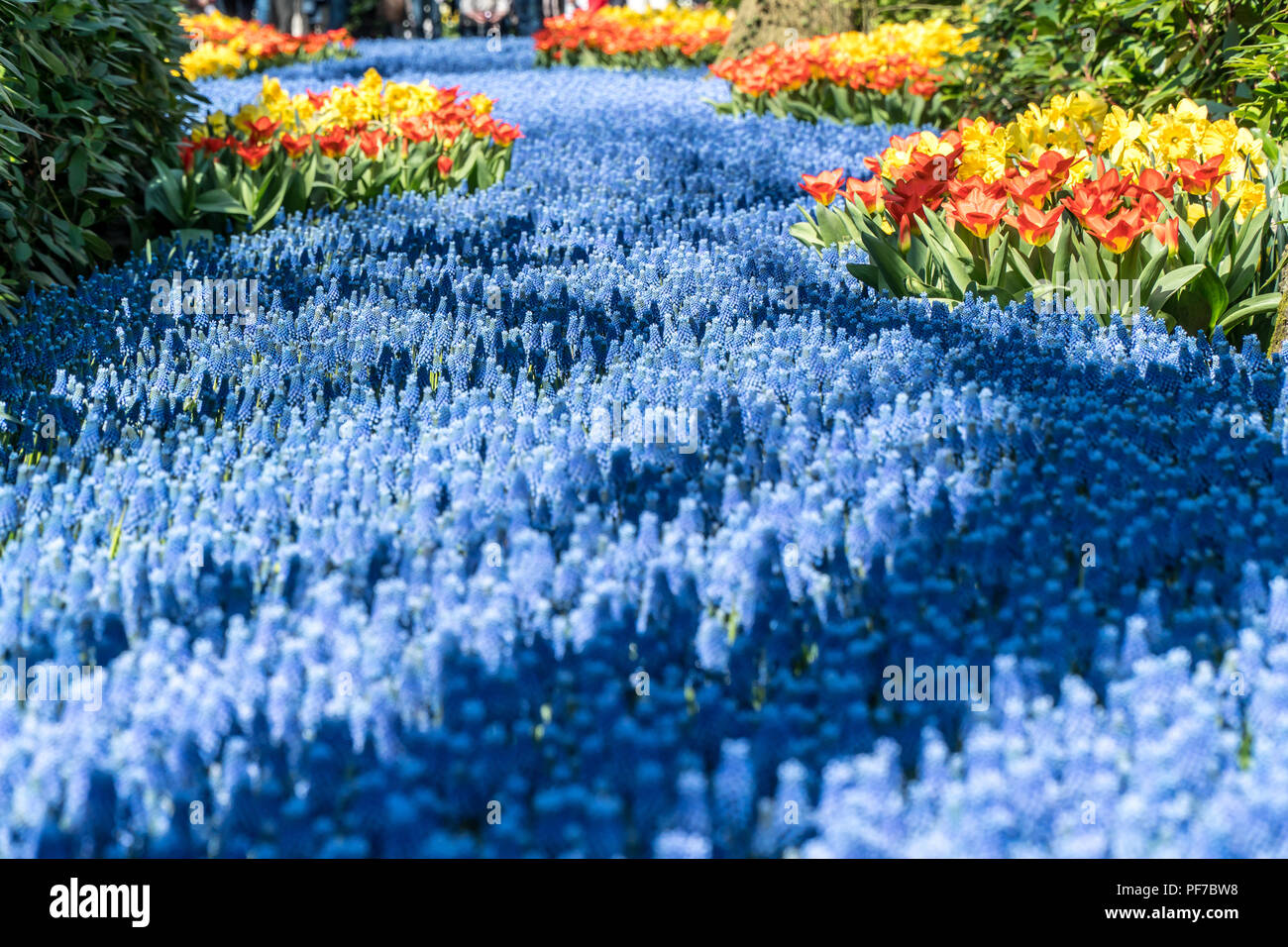 Beautiful colorful flowers in a garden Stock Photo - Alamy