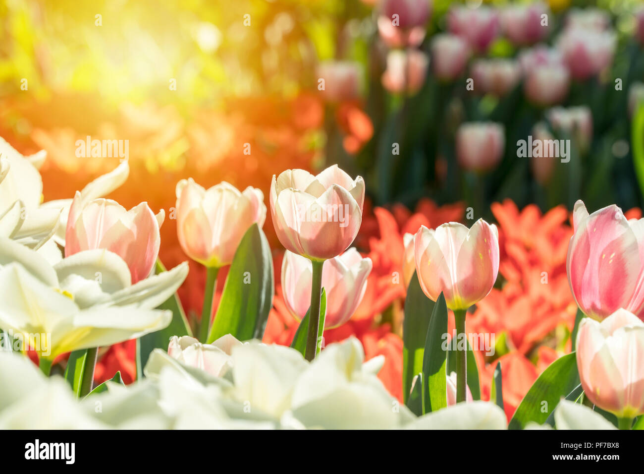 Beautiful group of colorful tulips in the sunlight Stock Photo - Alamy