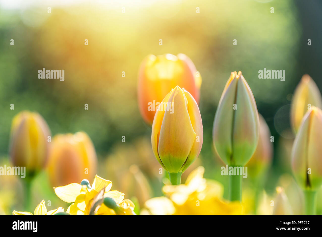 Beautiful tulips in the sunlight with bokeh effect in a garden Stock ...