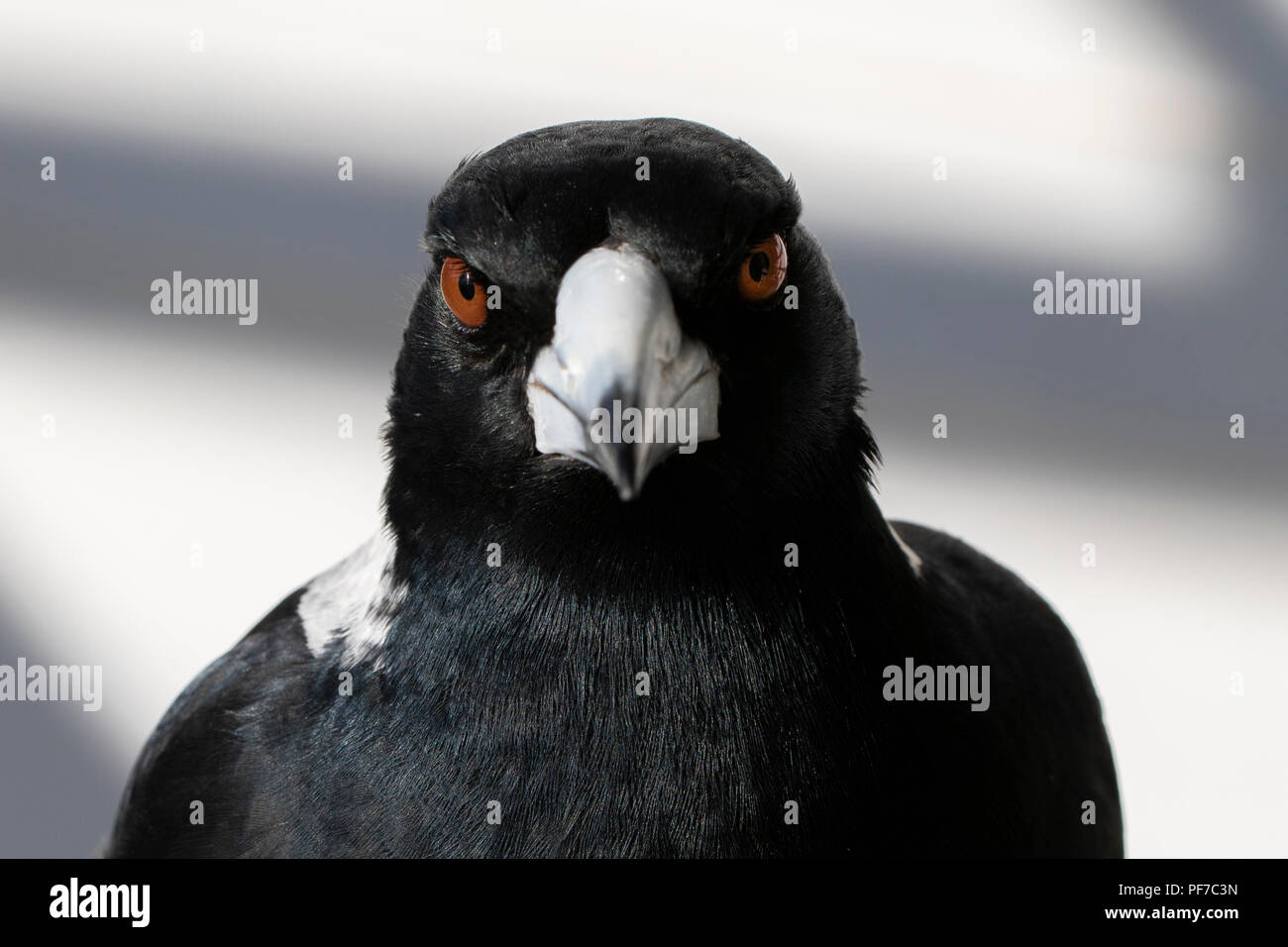 Portrait of magpie looking directly at camera Stock Photo - Alamy
