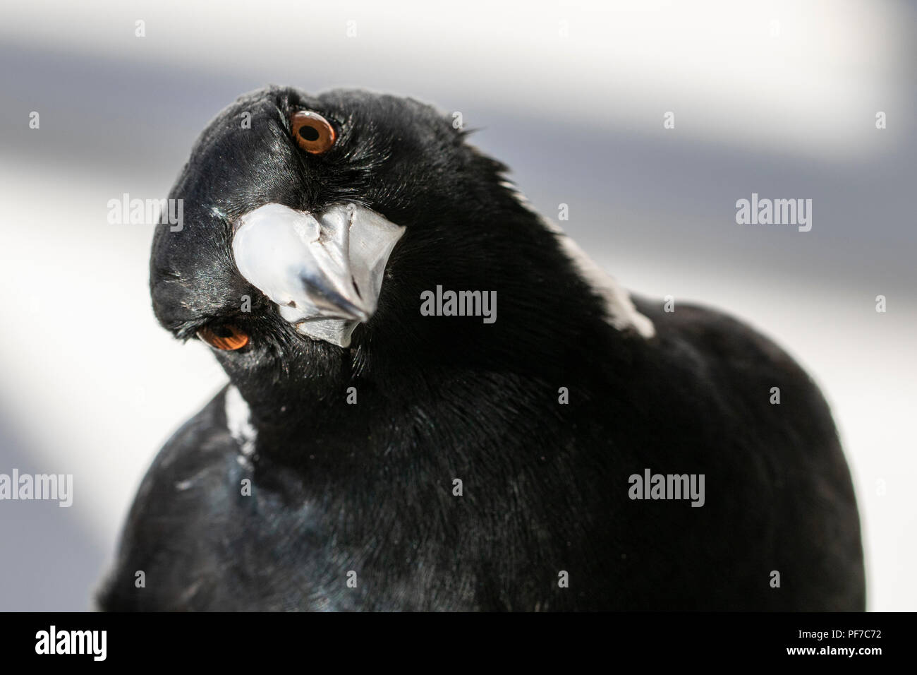 Portrait of curious magpie looking at camera Stock Photo - Alamy