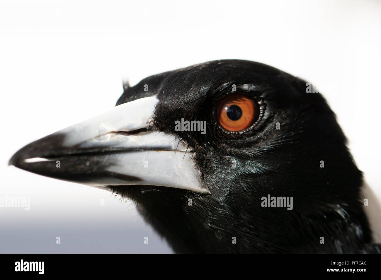 Portrait of magpie, side view Stock Photo - Alamy