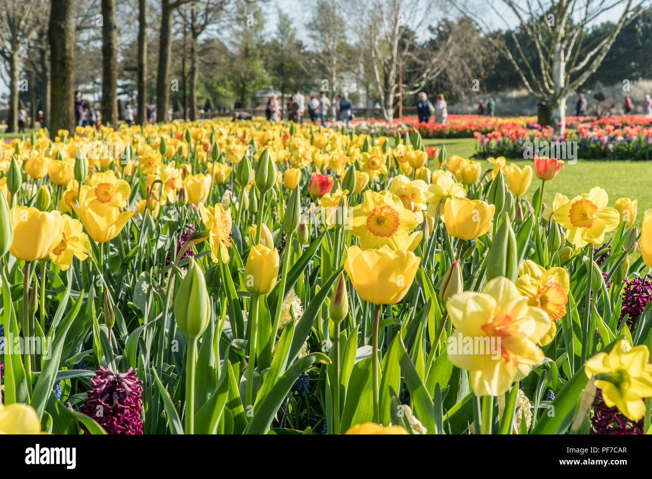 Group of colorful flowers in a garden Stock Photo - Alamy