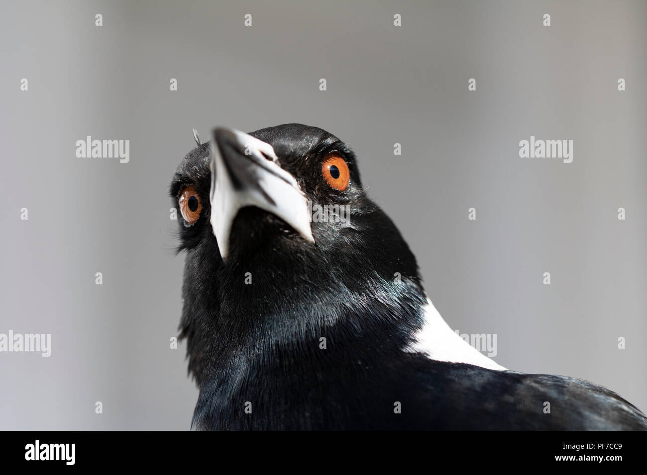 Portrait of magpie Stock Photo - Alamy