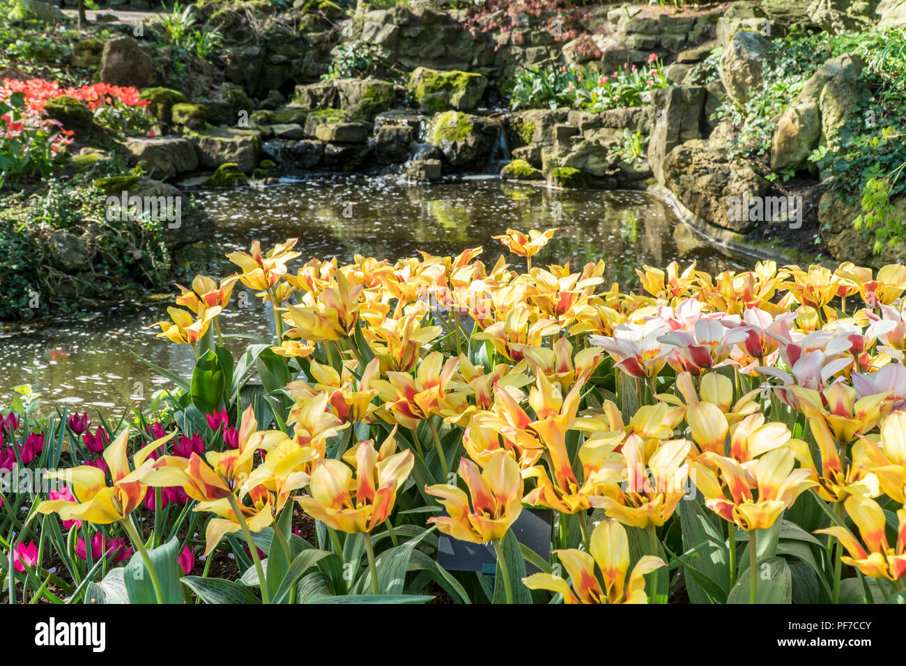 Tulips in rock garden hi-res stock photography and images - Alamy